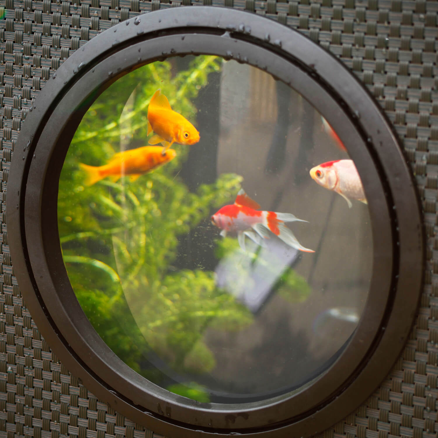 Raised Window Pond Octagon Mocha - Pennington Aquagarden